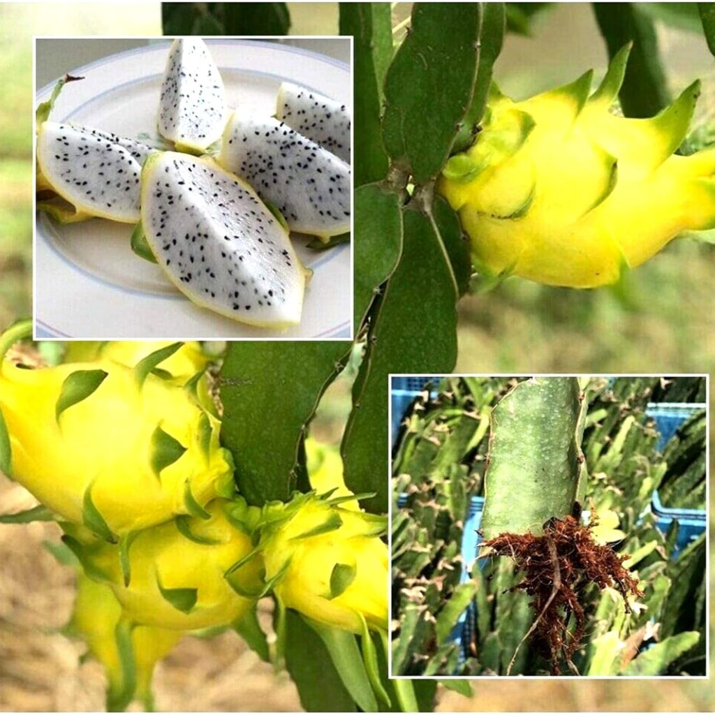 Israeli Yellow Dragon fruit plant 6 to 9 inch size (Rooted plant ...