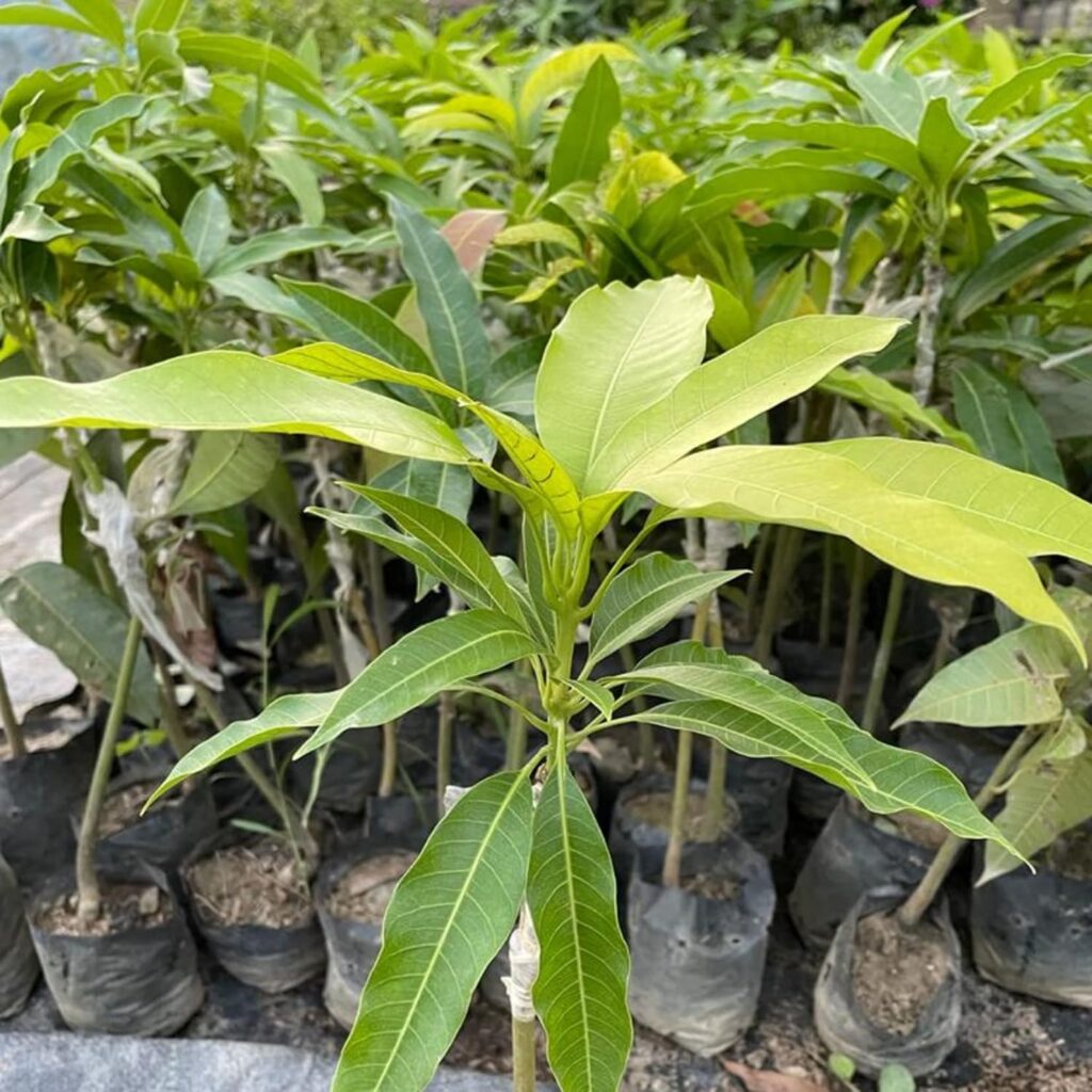 Kancha meetha mango Kacha Meetha Aam, Mango live Plant- Grafted Plant ...