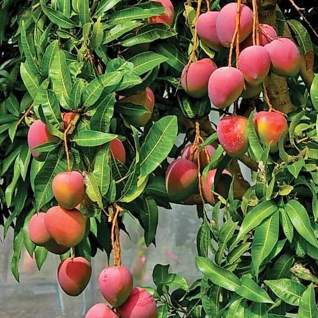 Red Palmer Mango Plant (Grafted ) 1-2 feet Height – Agroalive Nursery ...