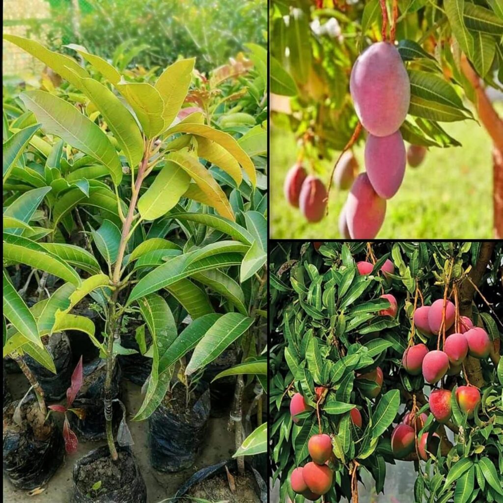 Red Palmer Mango Plant (Grafted ) 1-2 feet Height – Agroalive Nursery ...