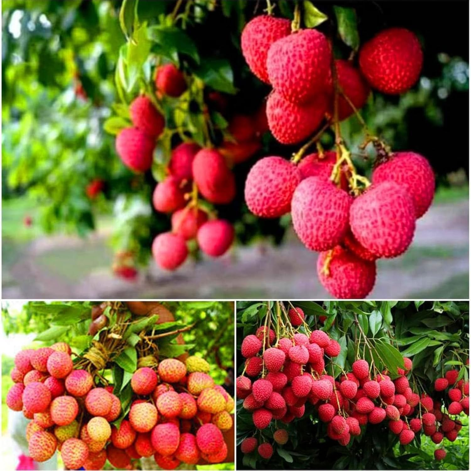 Fruit Plants – Agroalive Nursery- Fresh Plants, Better Living