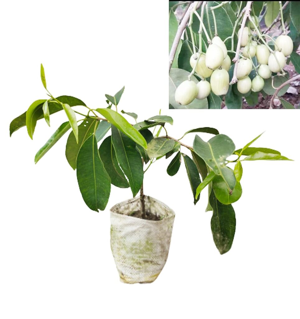White Jamun Grafted Fruit Plants Dwarf White jamun Plants – Agroalive ...