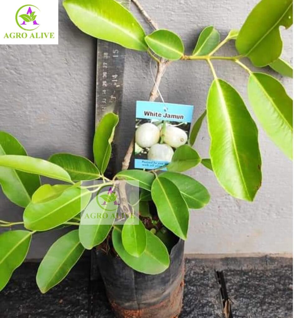 White Jamun Grafted Fruit Plants Dwarf White jamun Plants – Agroalive ...