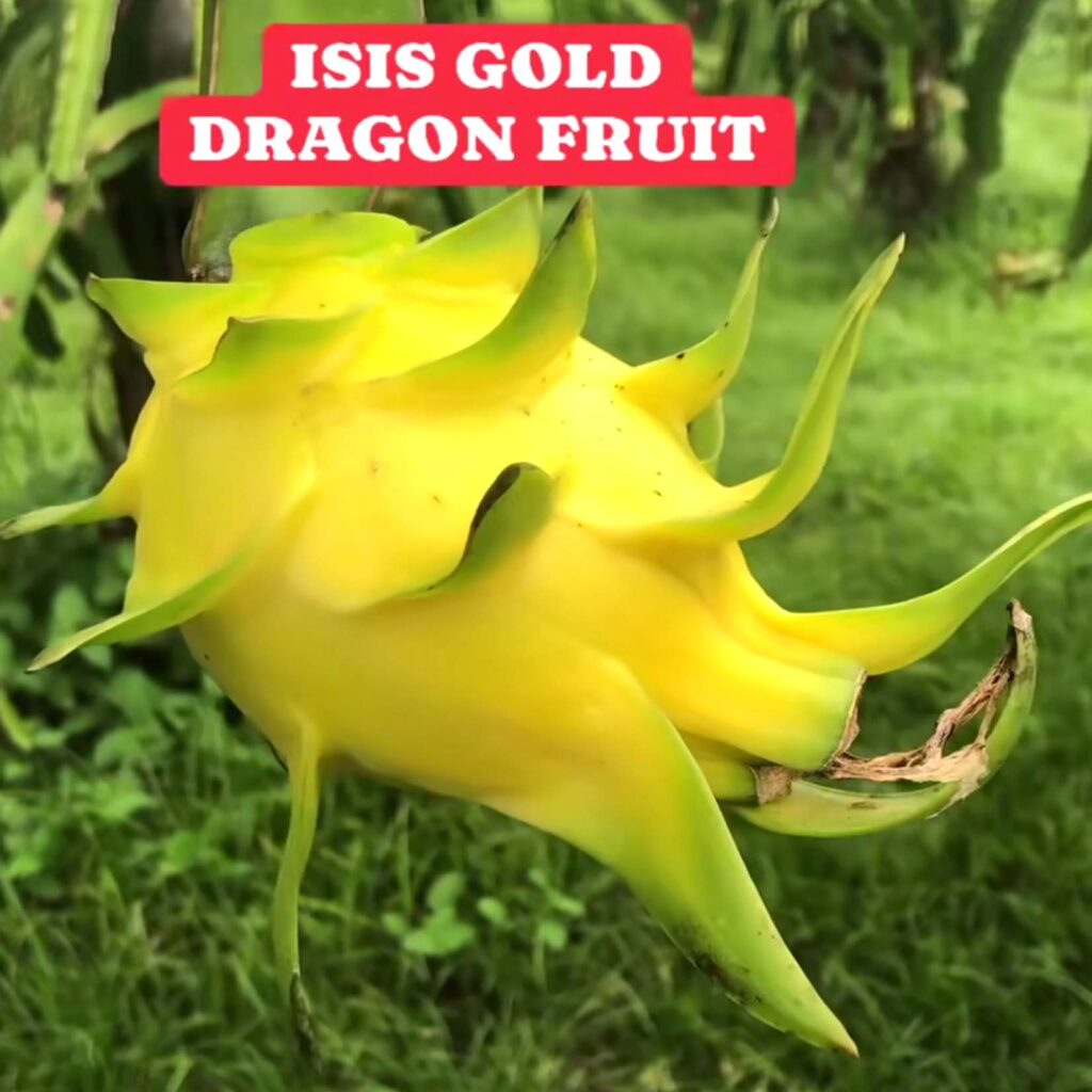Isis Gold dragonfruit plant (Aussie Gold) dragon fruit plant 5-8” plant ...
